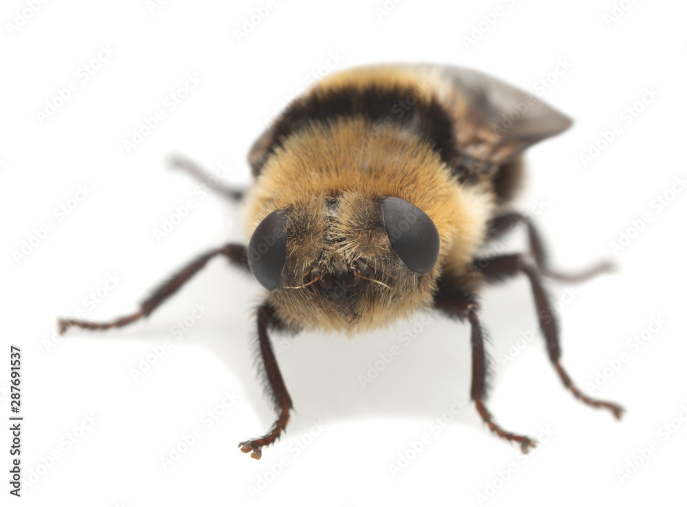 Adult moose nose botfly, Cephenemyia ulrichii isolated on white ...