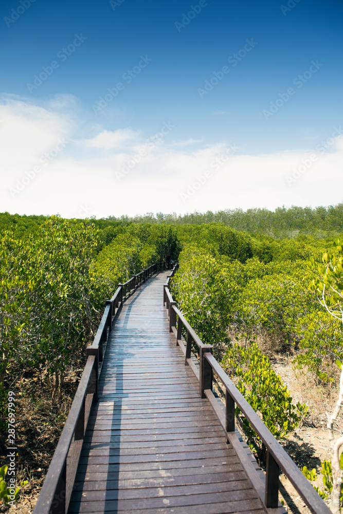Pranburi Forest Park Nature trail study mangrove forest. Prachuap Khiri ...