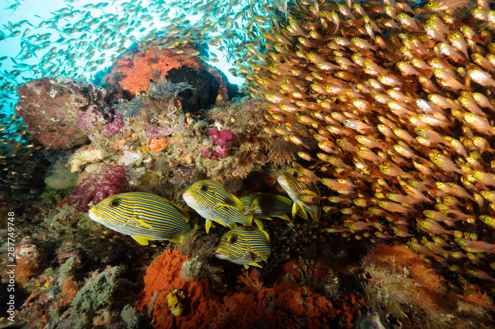 Colorful reef scenic with ribbon sweetlips, Plectorhinchus polytaenia ...