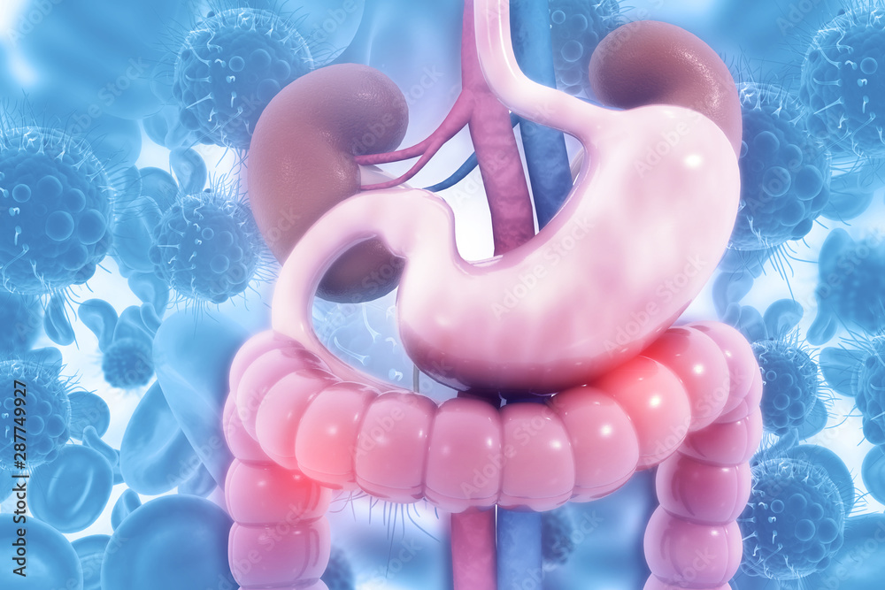 Photo & Art Print Human digestive system on scientific background ...