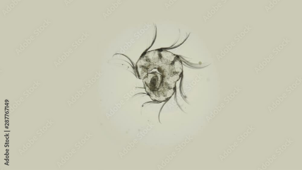 Zooplankton and plankton of the Black Sea. The larva of the ctenophore ...