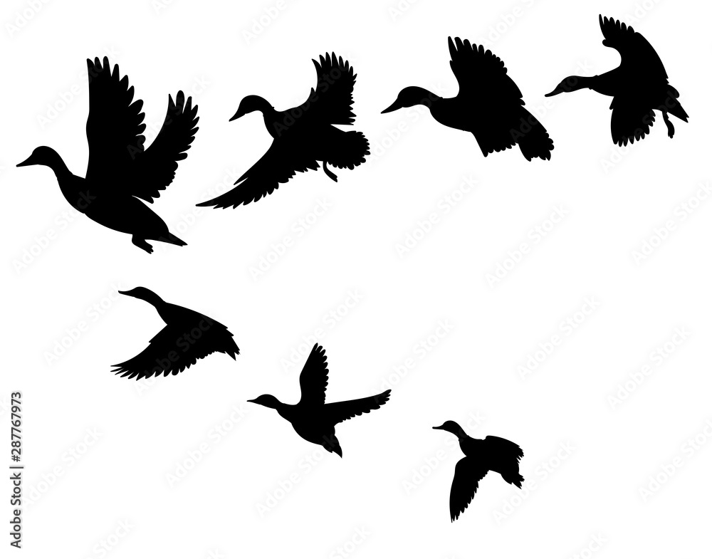 Flock of ducks. A cartoon flock of birds. Vector illustration of flying ...