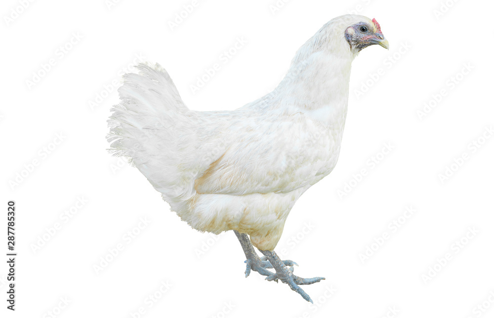 Native chickens are black in color and have white female feathers com ...