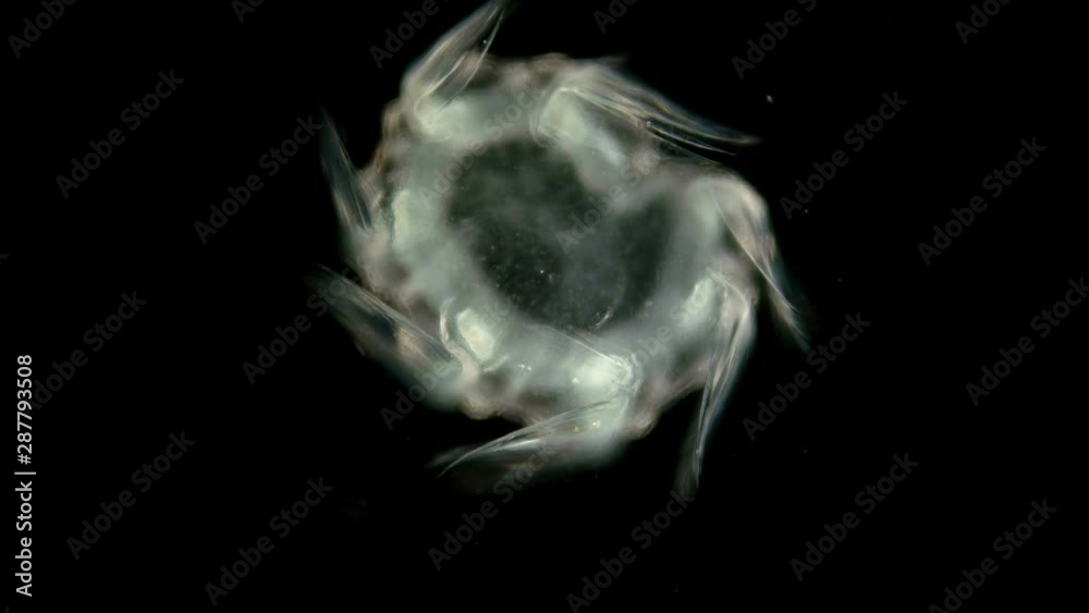 Zooplankton and plankton of the Black Sea. The larva of the ctenophore ...