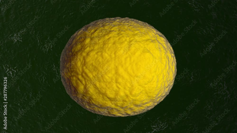 3D rendered Animation of the Mitosis of a cell aka the cell division ...