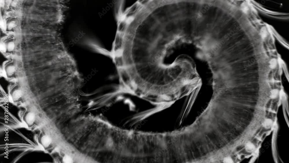 Zooplankton and plankton of the Black Sea. The larva of the ctenophore ...