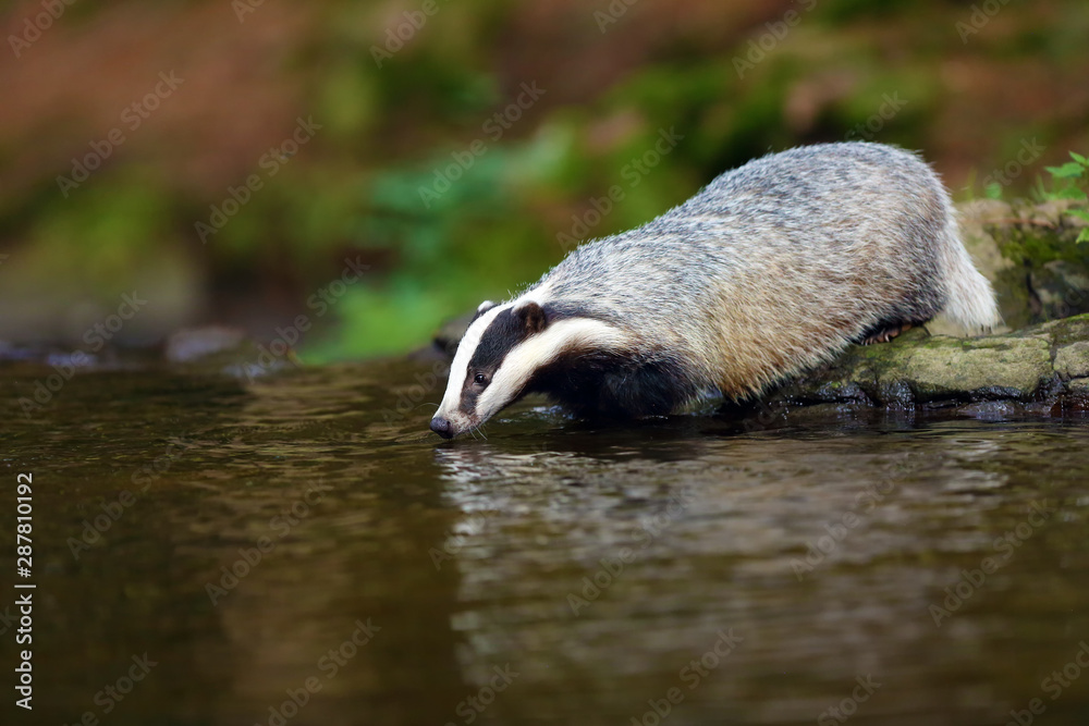 The European badger (Meles meles) also known as the Eurasian badger or ...