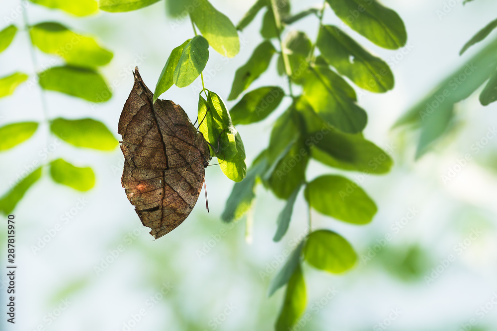 Kallima inachus butterfly (orange oakleaf, dead leaf) with wings closed ...