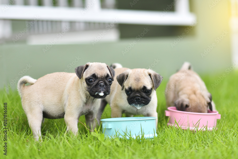 Cute puppy Pug eating goat milk in dog bowl Stock Photo | Adobe Stock