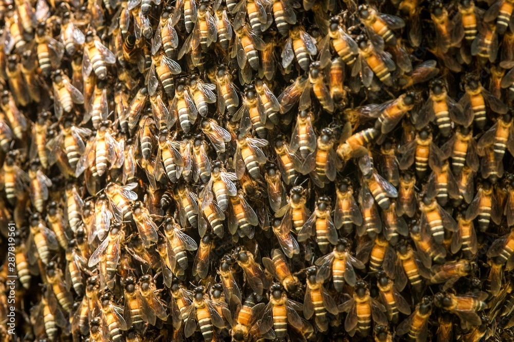 Bee swarm close up photo,Asiatic honey bee, apis cerana, wild bee swarm ...