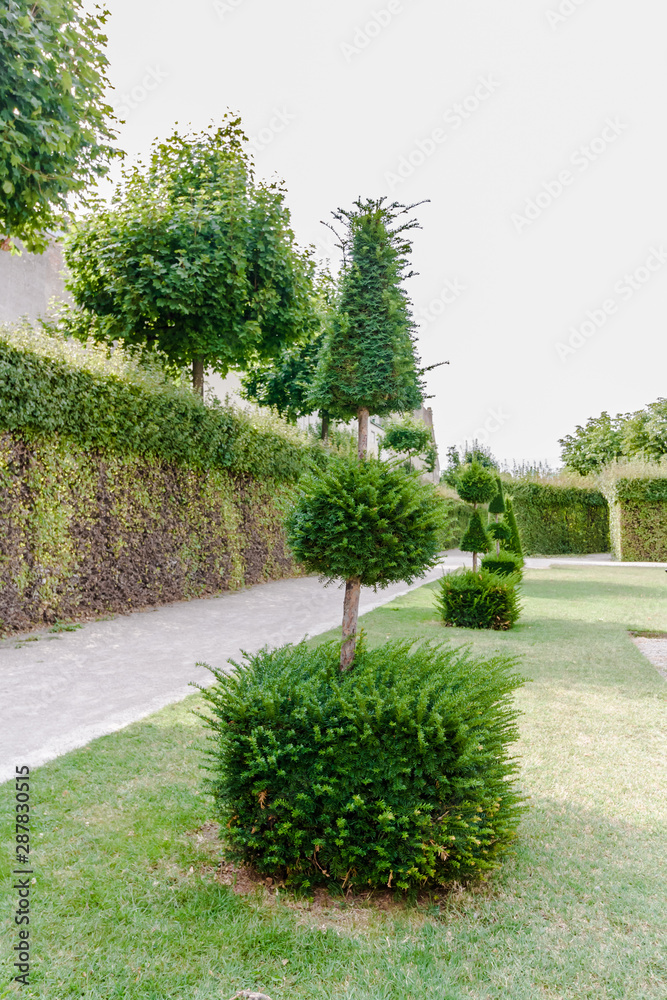 Geometric plant forms of landscape design. Trees trimmed as Geometric ...