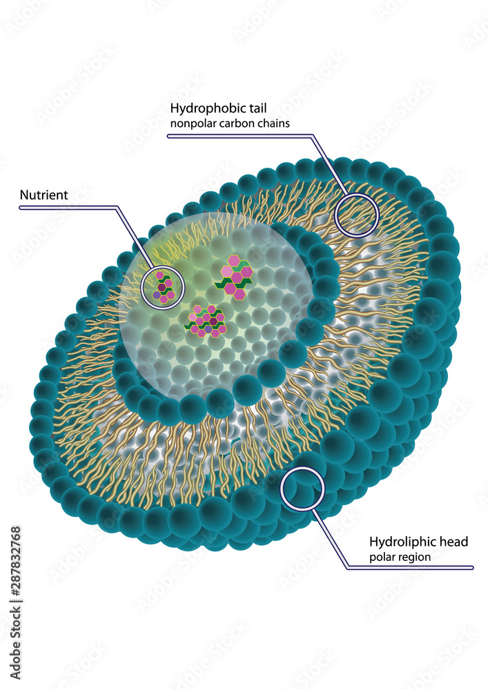Structure of liposome, vector illustration, eps Stock Vector | Adobe Stock