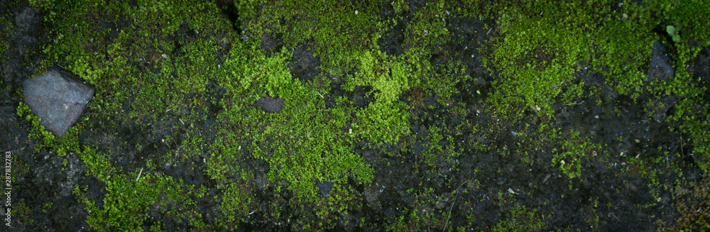 Moss green texture. Moss background. Green moss on grunge texture ...