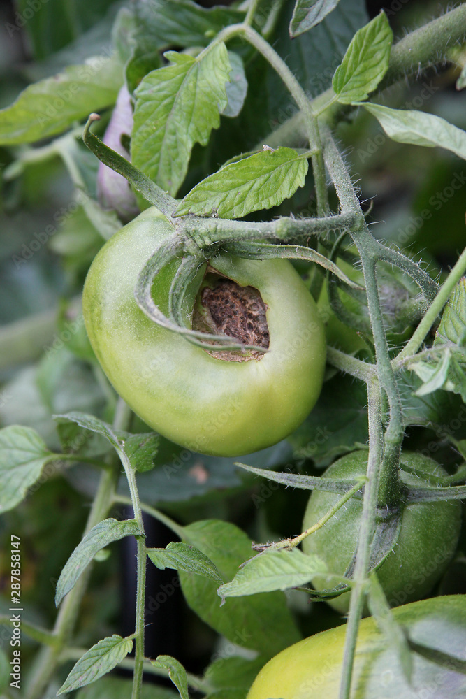 Tomato diseases. Green tomatoes are rotting on the bush. Scarring and ...