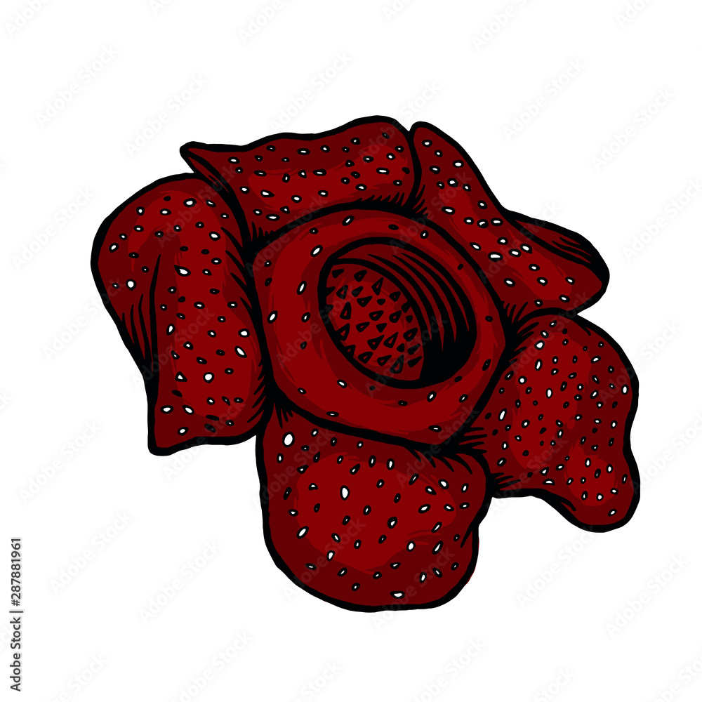 Rafflesia Flower Cartoon