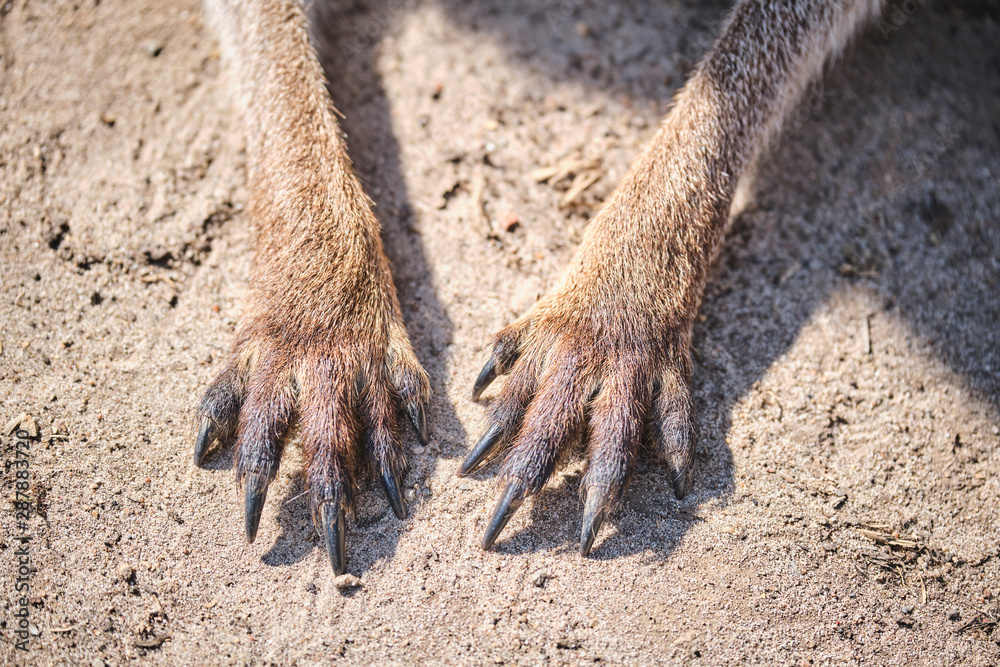 Kangaroo Claws