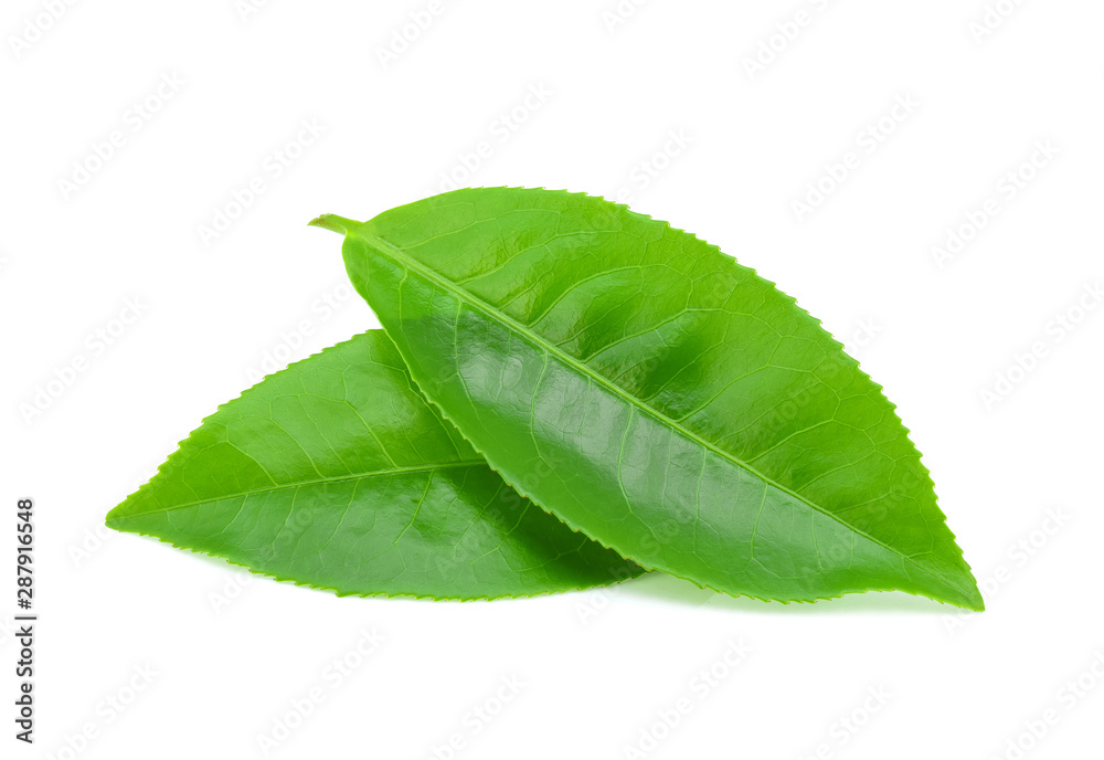 green tea leaf isolated on white background Stock Photo | Adobe Stock