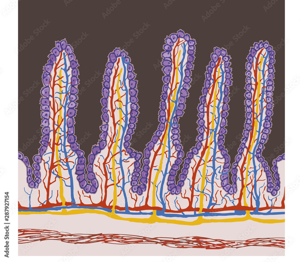Intestinal villi - cross-section of the enlarged part of the duodenum ...