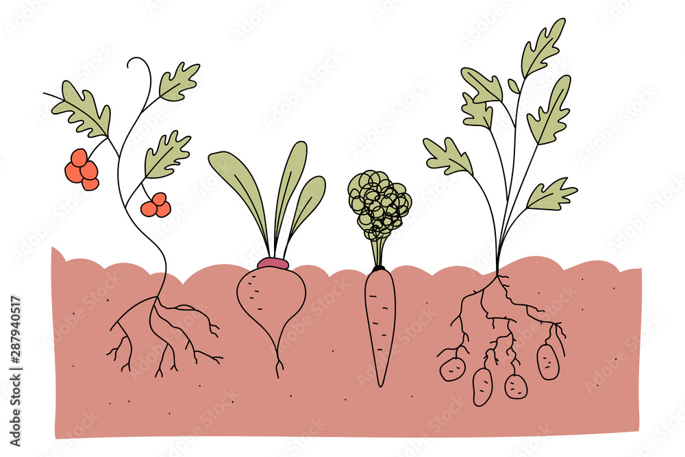 Vegetable plot with tomato, beetroot, carrot and potato vector cartoon ...