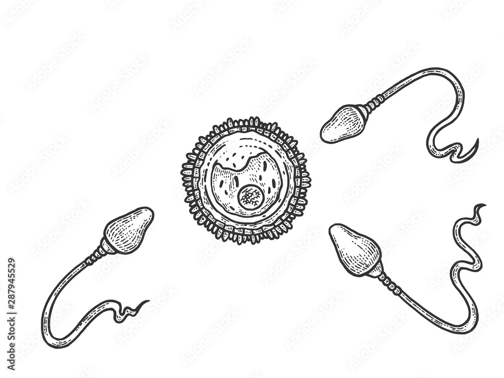 Human egg and sperm sketch engraving vector illustration. Scratch board ...