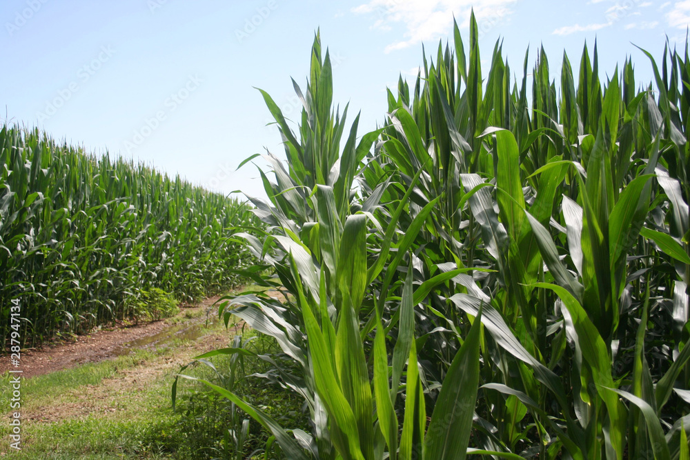 Corn Field Hd