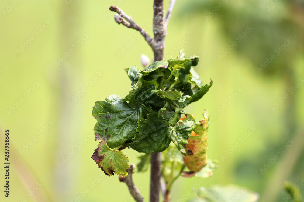 Twisted leaves of currant. Symptoms of currant leaf damage by ...