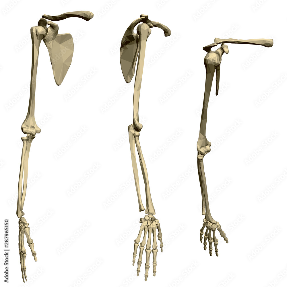 The human skeleton of the hand. Set with polygonal human hand. 3D ...