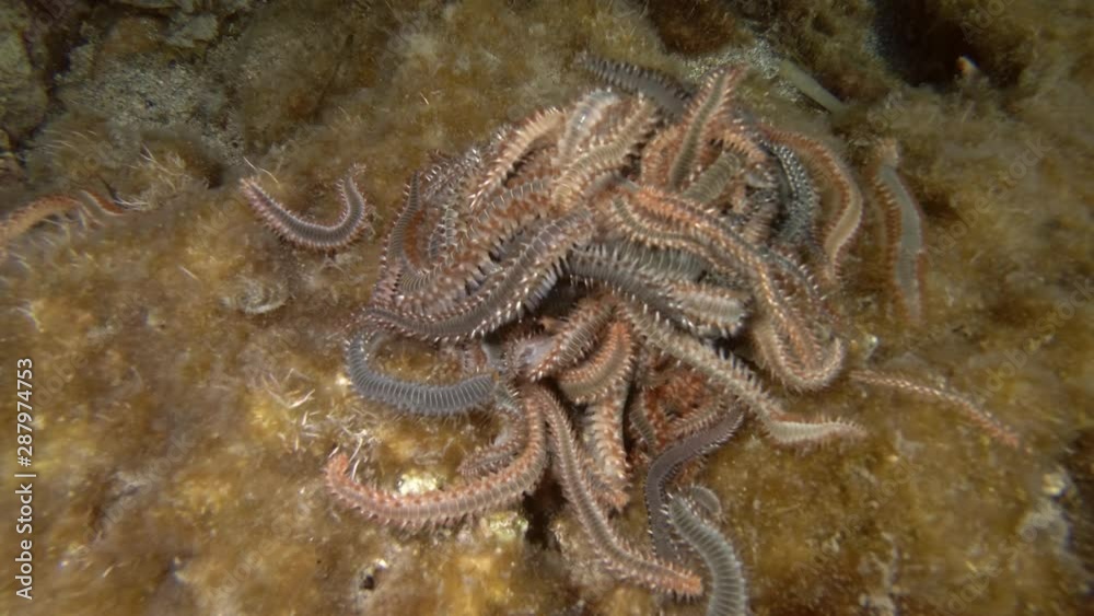 A lot of fireworms in mating season. Close up, Real timing. Bearded ...