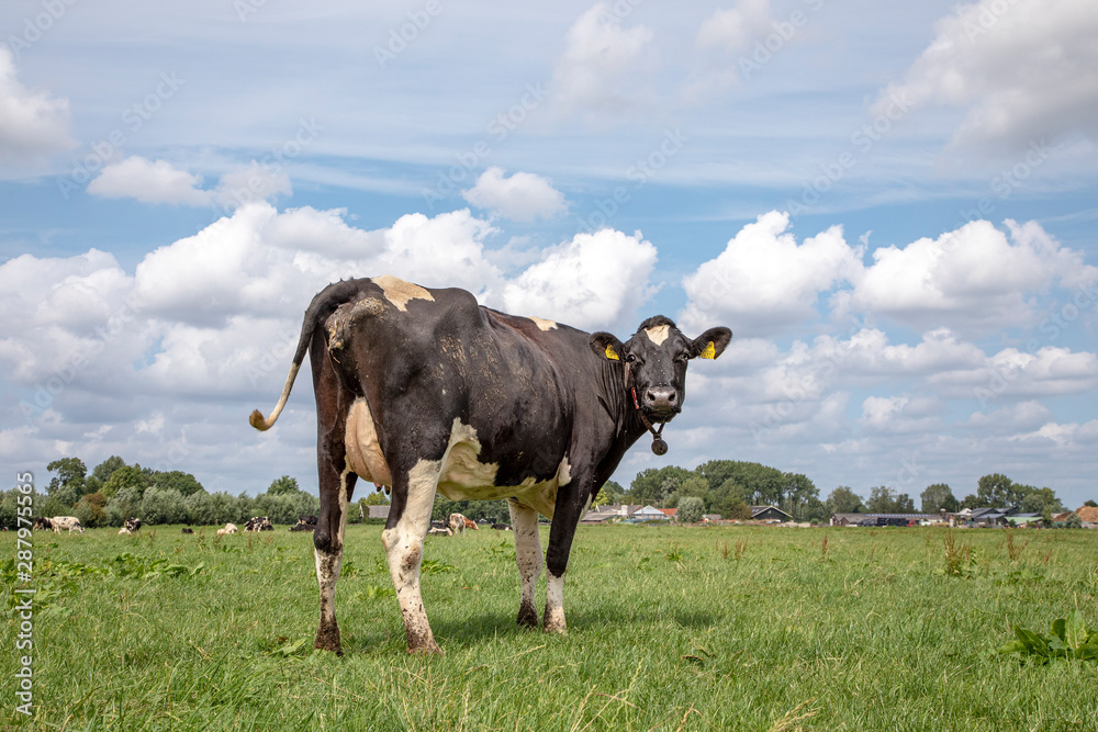 Cow looks back. Rear view of a cow, black and white Holstein and a ...