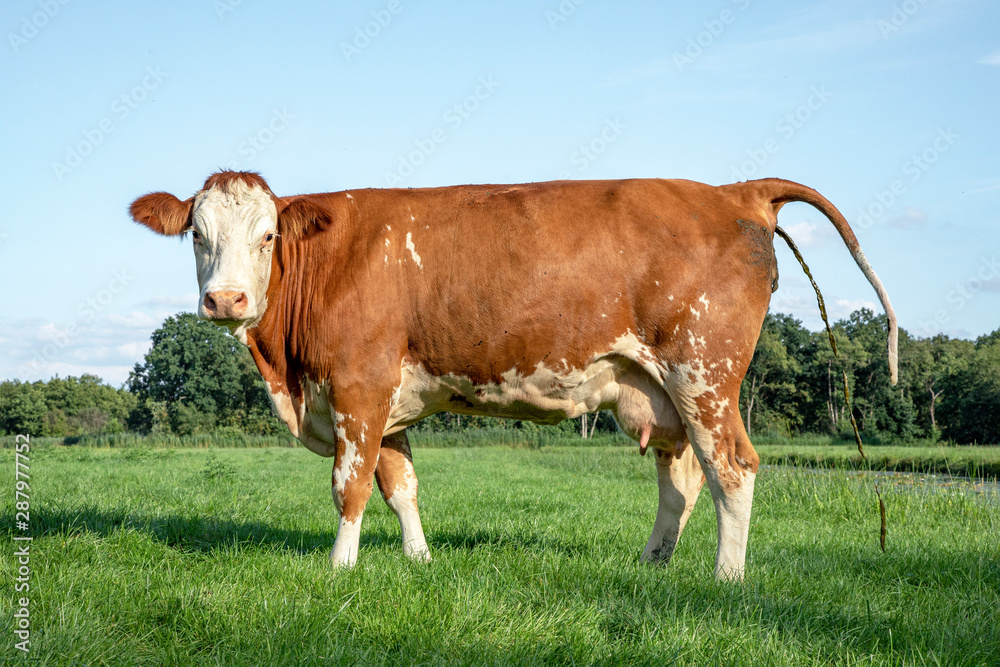 Crapping cow. Pooping with the tail up, dung making brown and white cow ...