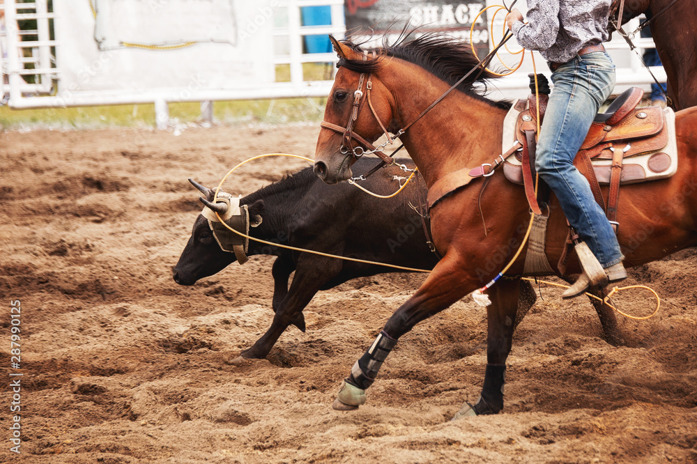 Front end of a horse with a rider throwing a loop around a steer in a ...