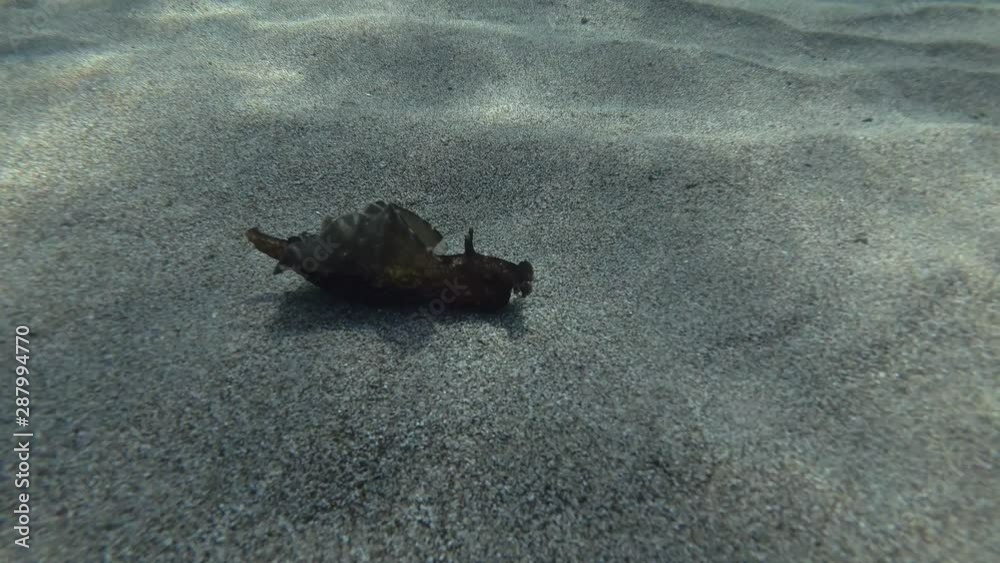 Vidéo Stock Sea Hare slowly crawls on a sandy bottom. Nudibranch or sea ...