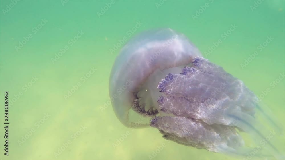 Floating in the thickness of the water in the Black Sea, commonly known ...