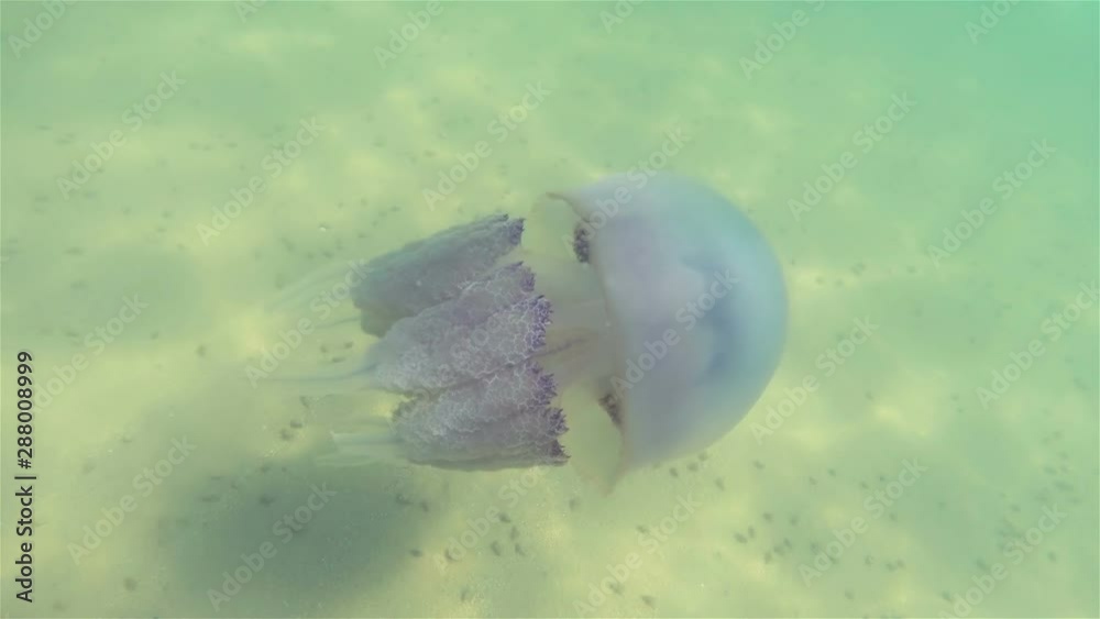 Floating in the thickness of the water in the Black Sea, commonly known ...