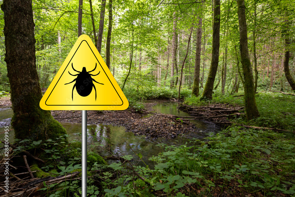 Tick insect warning sign in infected forest. Lyme disease and ...