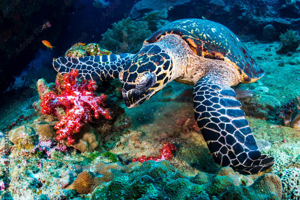 Hawksbill Sea Turtle Eating