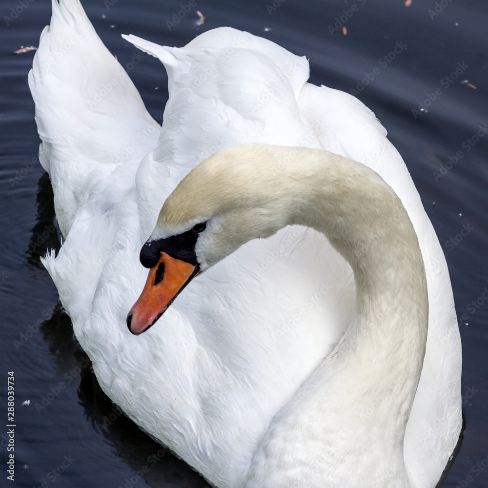 Most Beautiful White Bird In The World