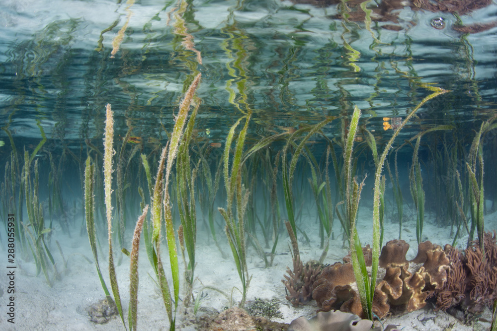 Blades of seagrass grow in shallow water in Raja Ampat, Indonesia ...