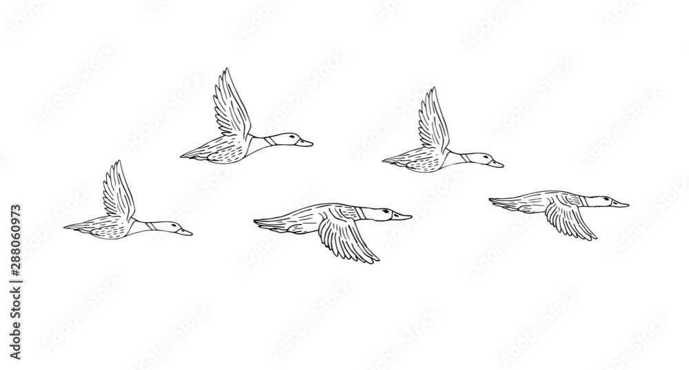 Vector hand drawn sketch flock of flying duck isolated on white ...