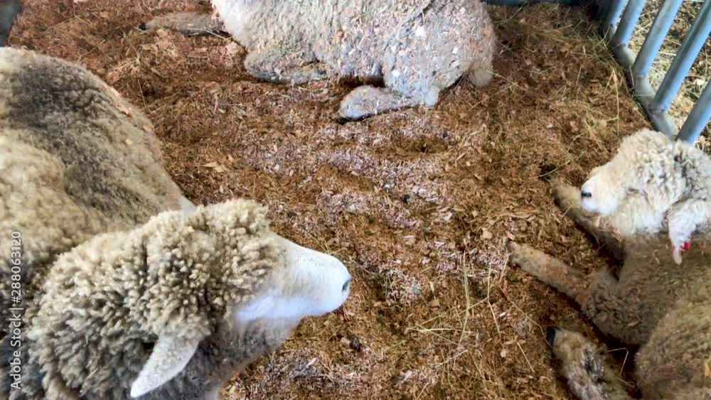 Sheep in cages waiting to be sold at county fair. Docile Animals in ...