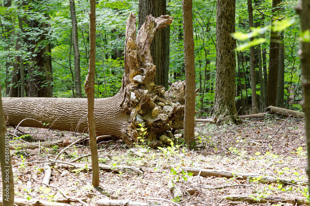 Massive root ball of a large oak tree knocked down by a storm in the ...