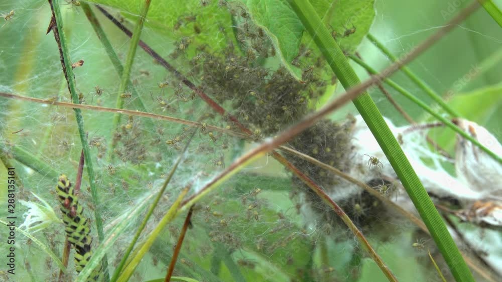 Vidéo Stock Raft spider (Dolomedes fimbriatus). A brood of young ...