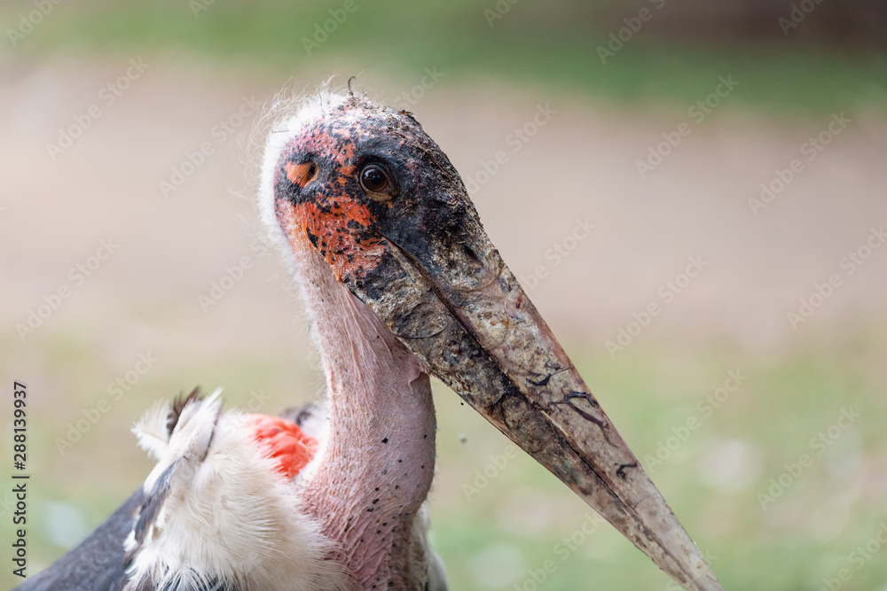 Leptoptilos, genus of very large tropical storks, also known as Marabou ...