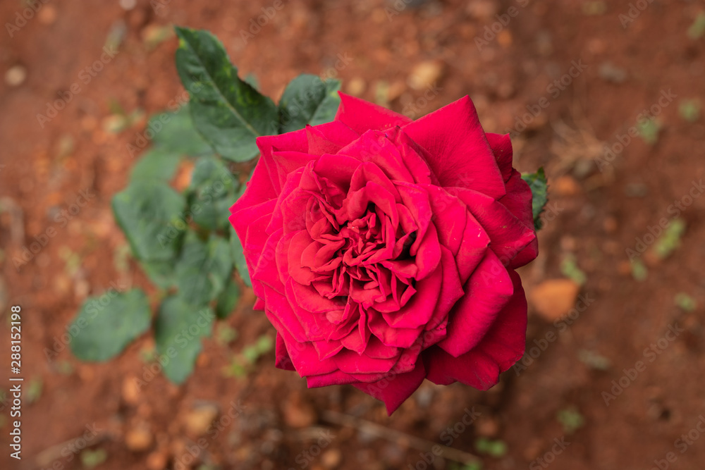 Red rose Flower in Unique texture Stock Photo | Adobe Stock