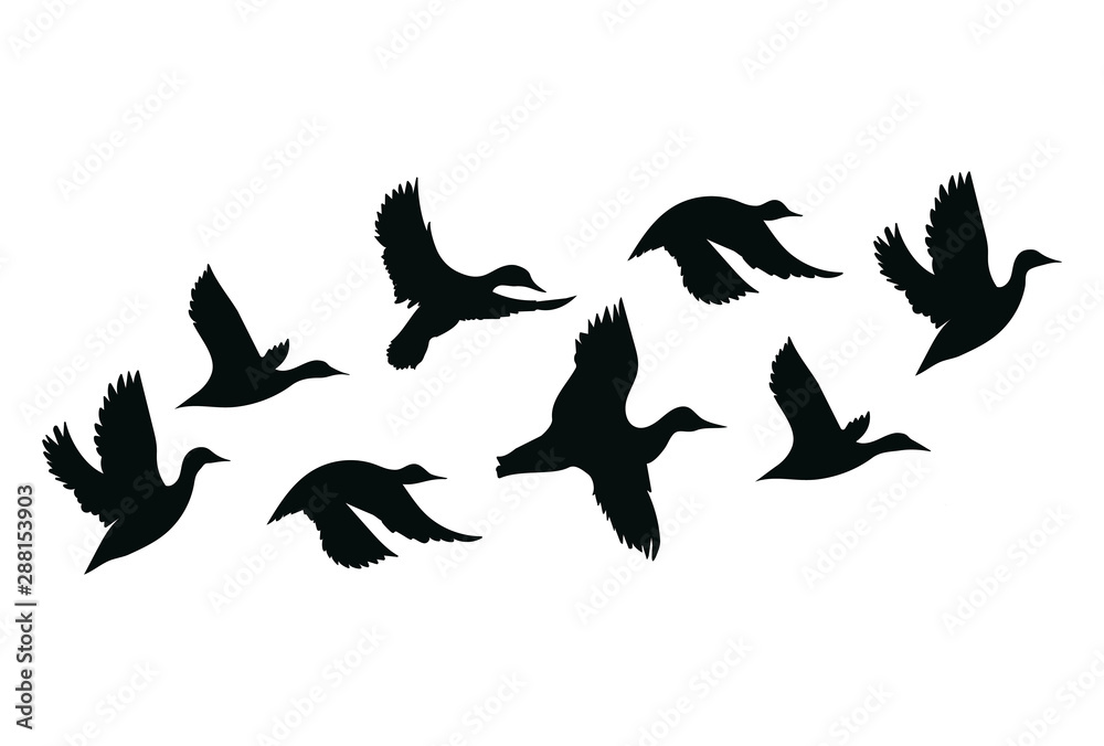 Flock of ducks. A cartoon flock of birds. Vector illustration of flying ...