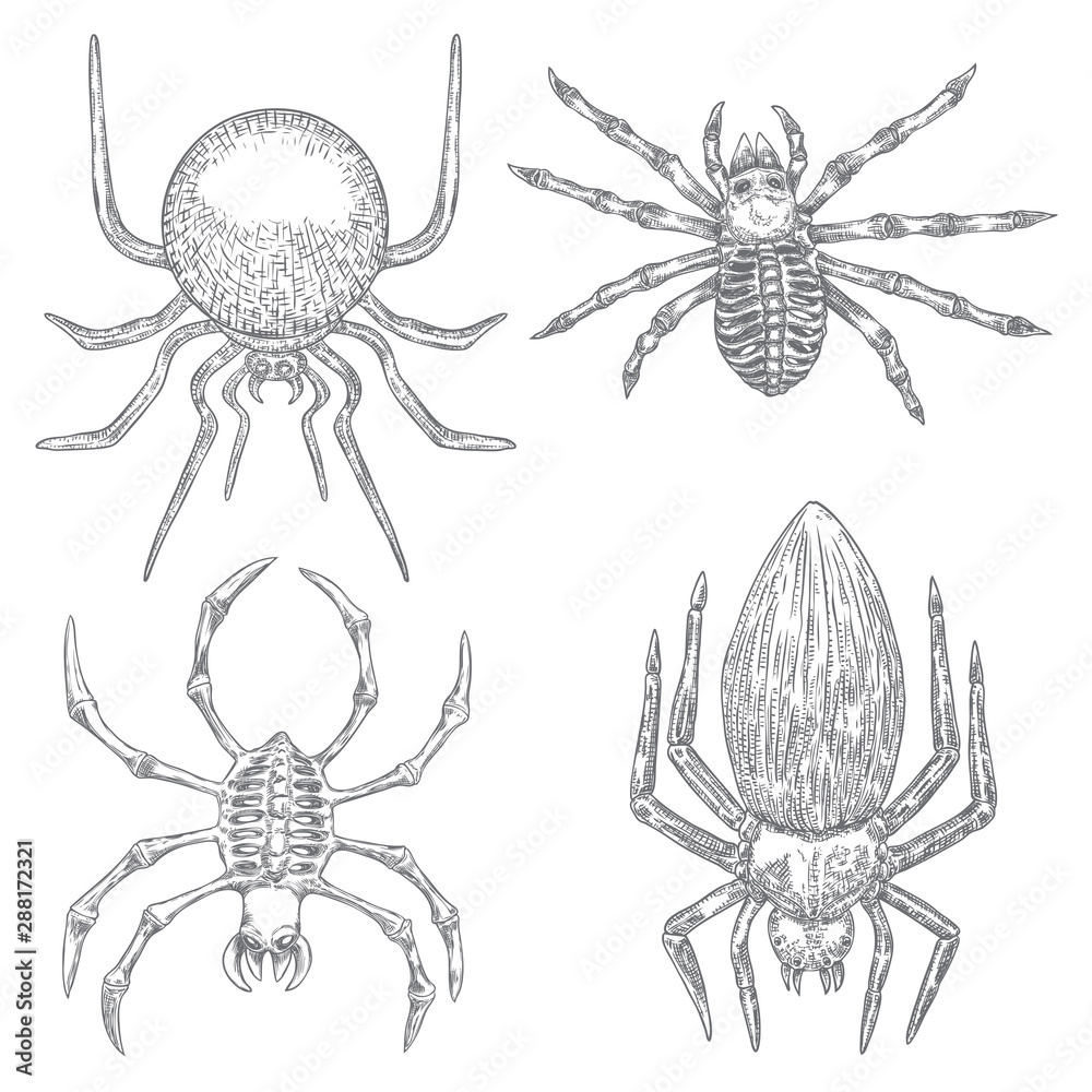 Scary Drawings Of Spiders