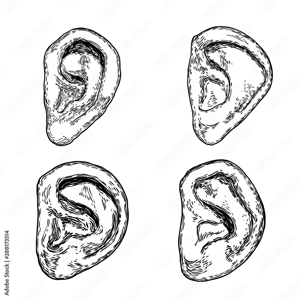 Set of various human ear anatomy body part in engraved hand drawn style ...