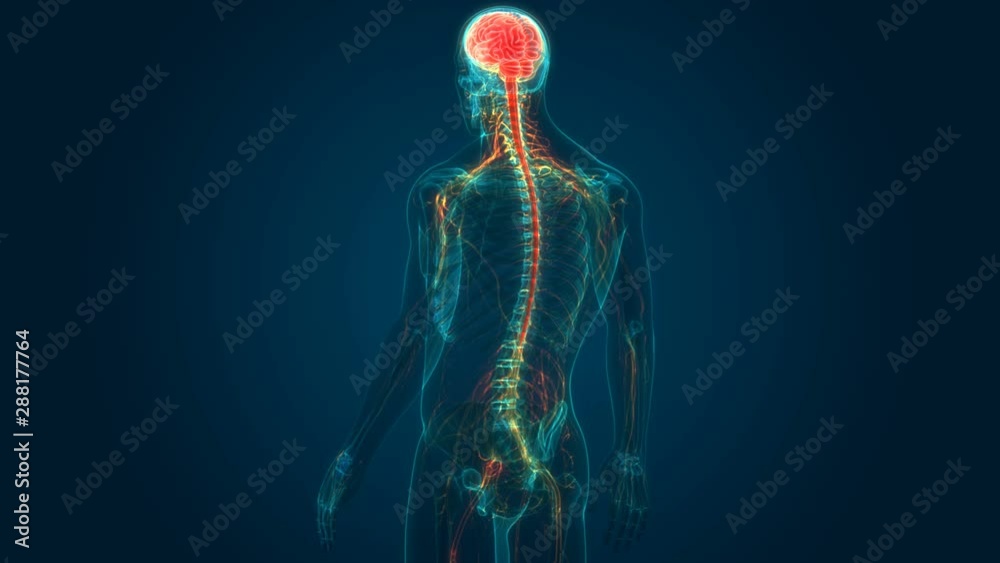 Human Central Nervous System Brain Anatomy Stock Video | Adobe Stock