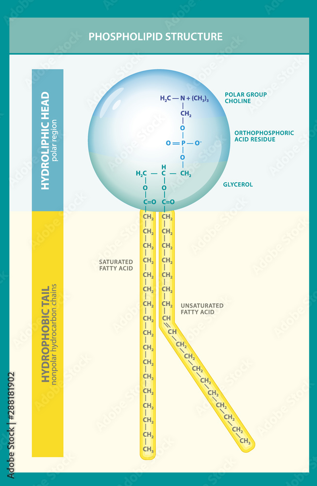 Phospholipid structure - vector illustration Stock Vector | Adobe Stock