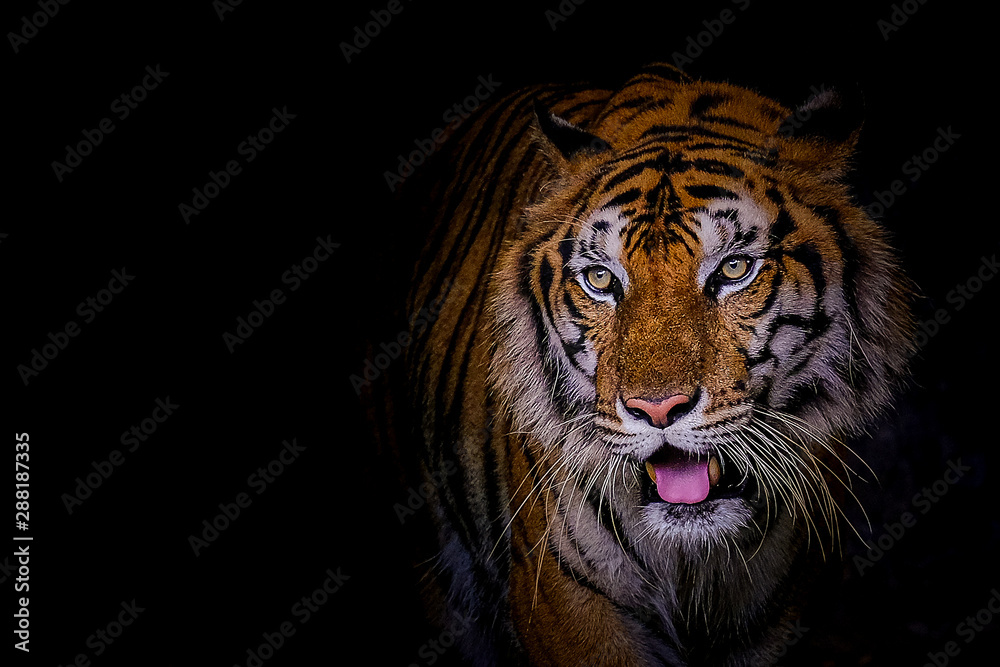 Face tiger the Siberian tiger (Panthera tigris tigris) also called Amur ...